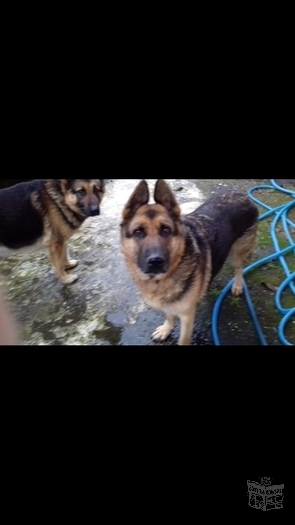 germanuli nagazis lekvi - baTumi - GEO1343296 gancxadeba - ZaRlebi ...