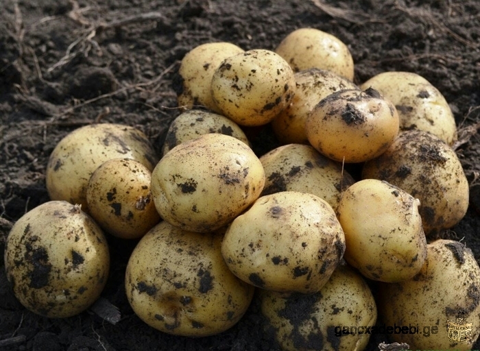 kartofili - samcxe-javaxeTi - GEO1000636 gancxadeba - sakvebi, soflis ...